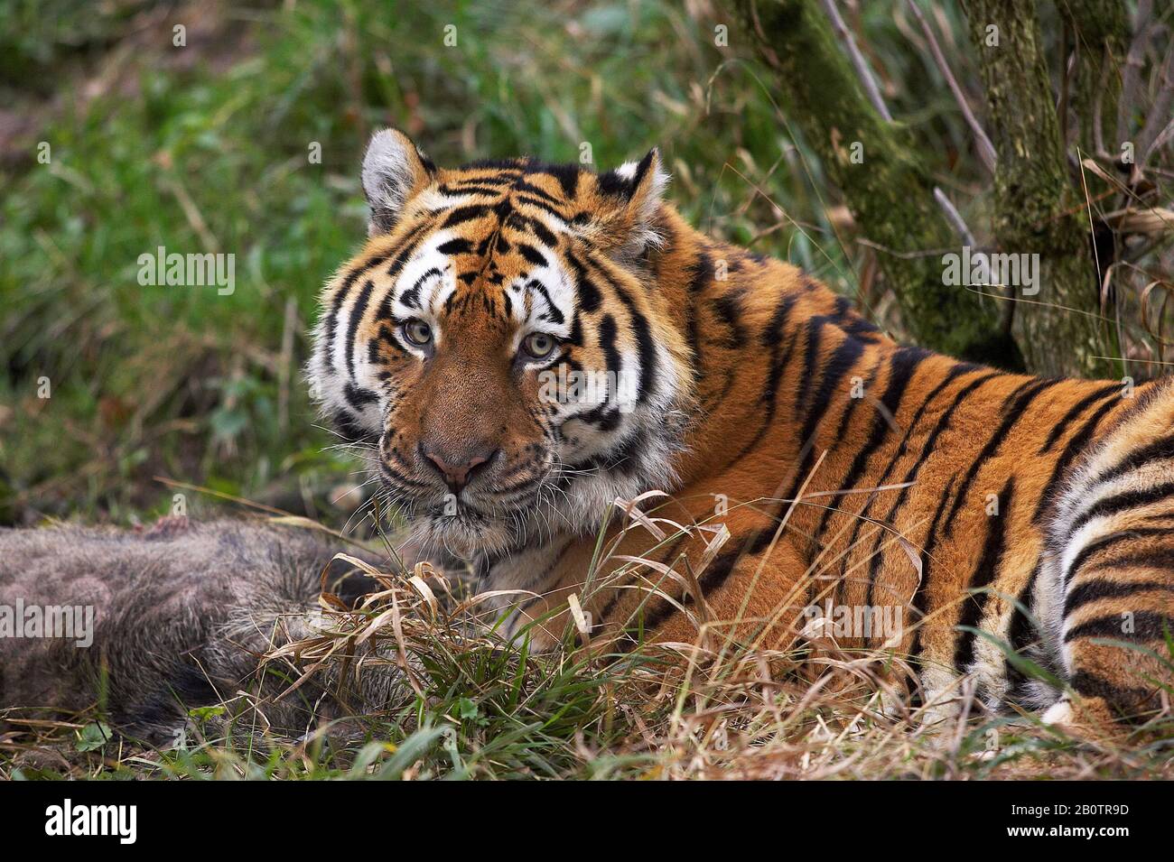 Siberian Tiger, panthera tigris altaica, with a Kill, a Wild Boar Stock ...