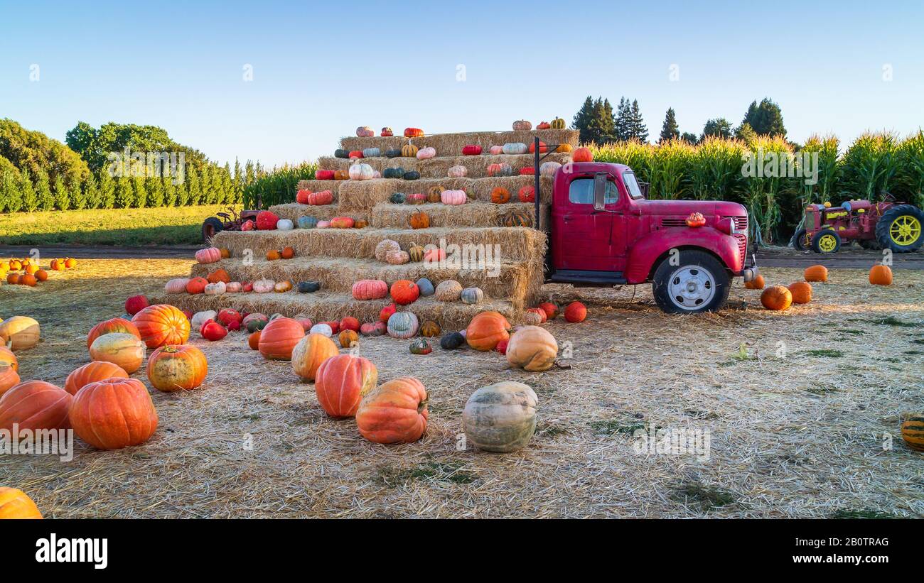 Sun kissed pumpkins hi-res stock photography and images - Alamy