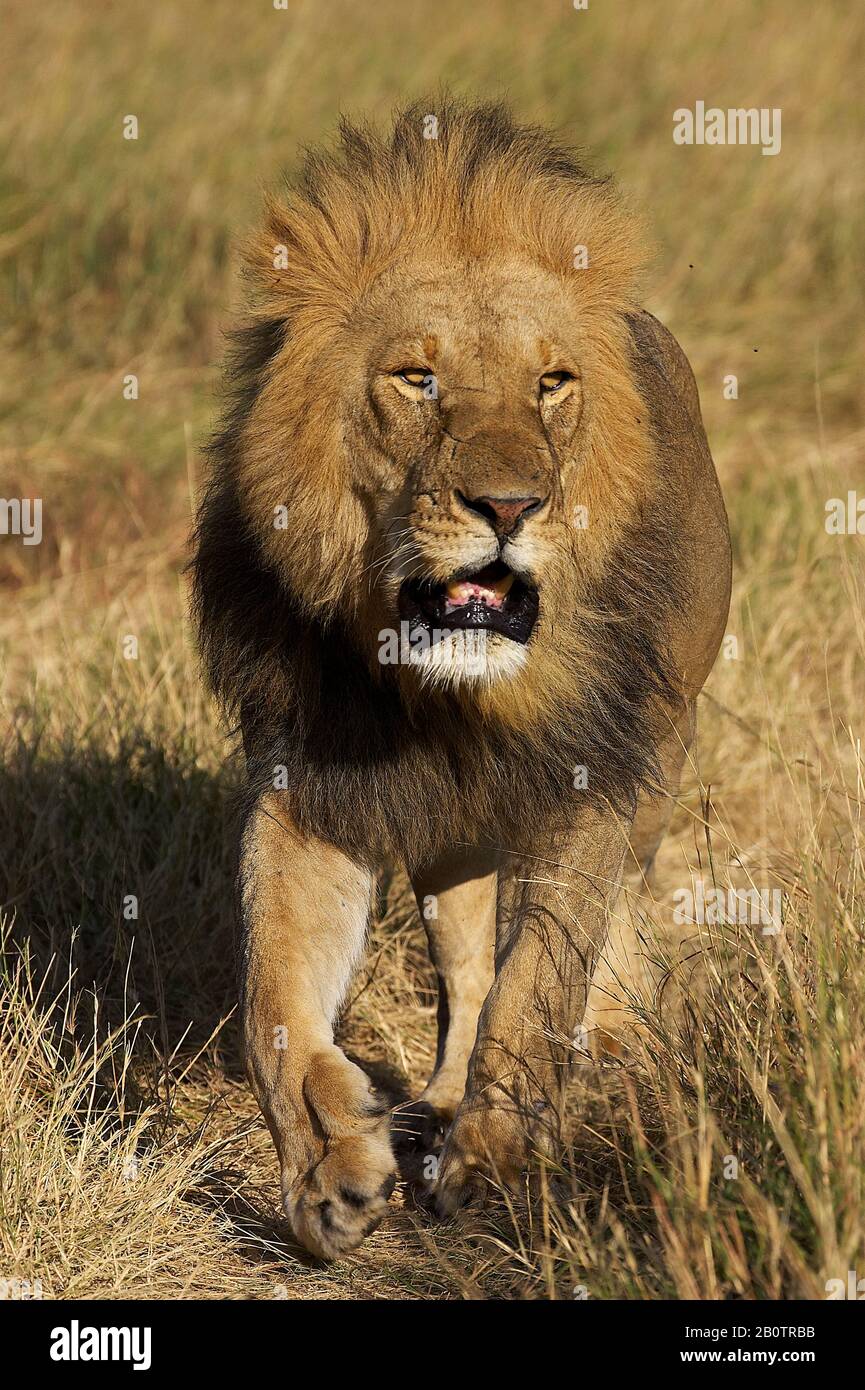 African Lion, panthera leo, Male at Masai Mara park in Kenya Stock ...