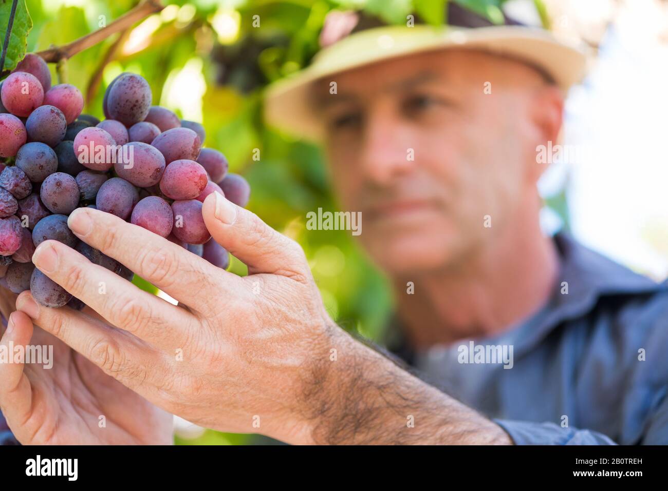 Agricultural checking quality wine hi-res stock photography and images ...