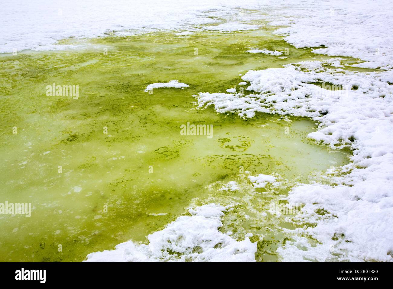 Green iceberg algae hi-res stock photography and images - Alamy