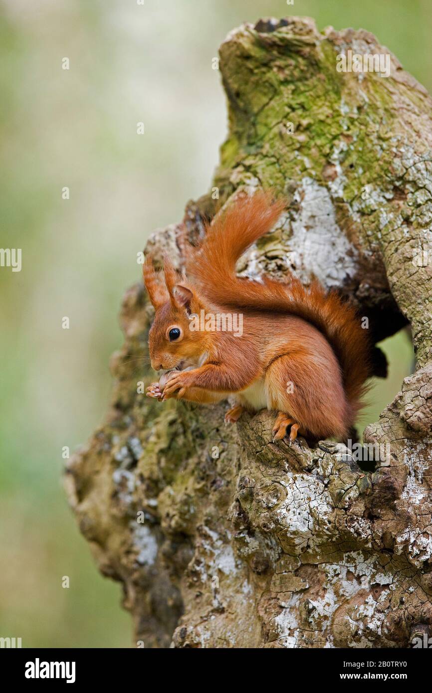 Red Squirrel, sciurus vulgaris, Eating Hazelnut, Normandy Stock Photo ...