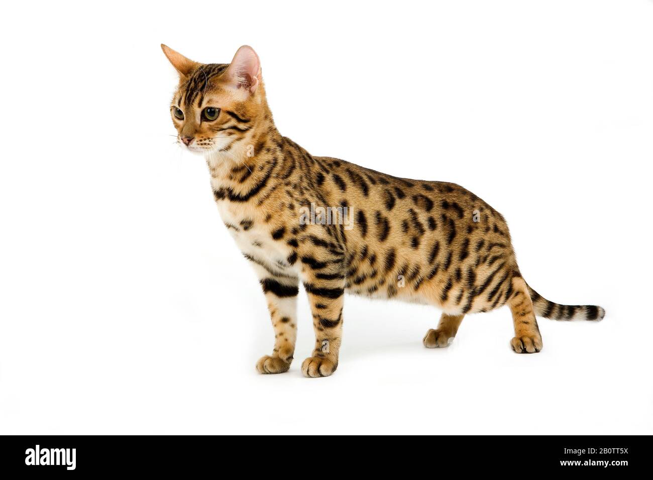 Brown Spotted Tabby Bengal Domestic Cat standing against White ...