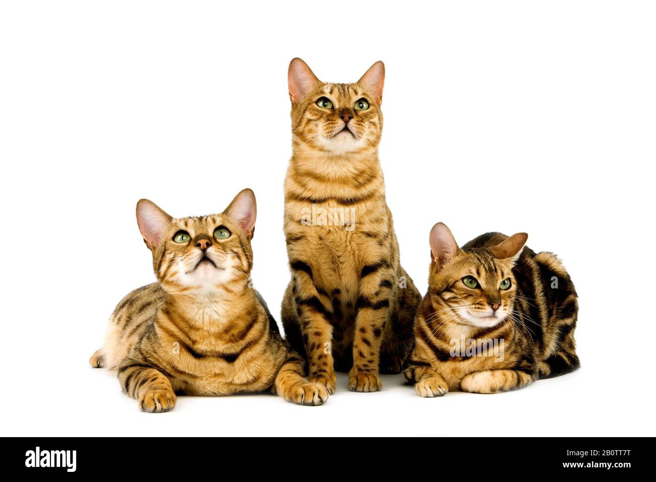 Brown marbled tabby hi-res stock photography and images - Alamy