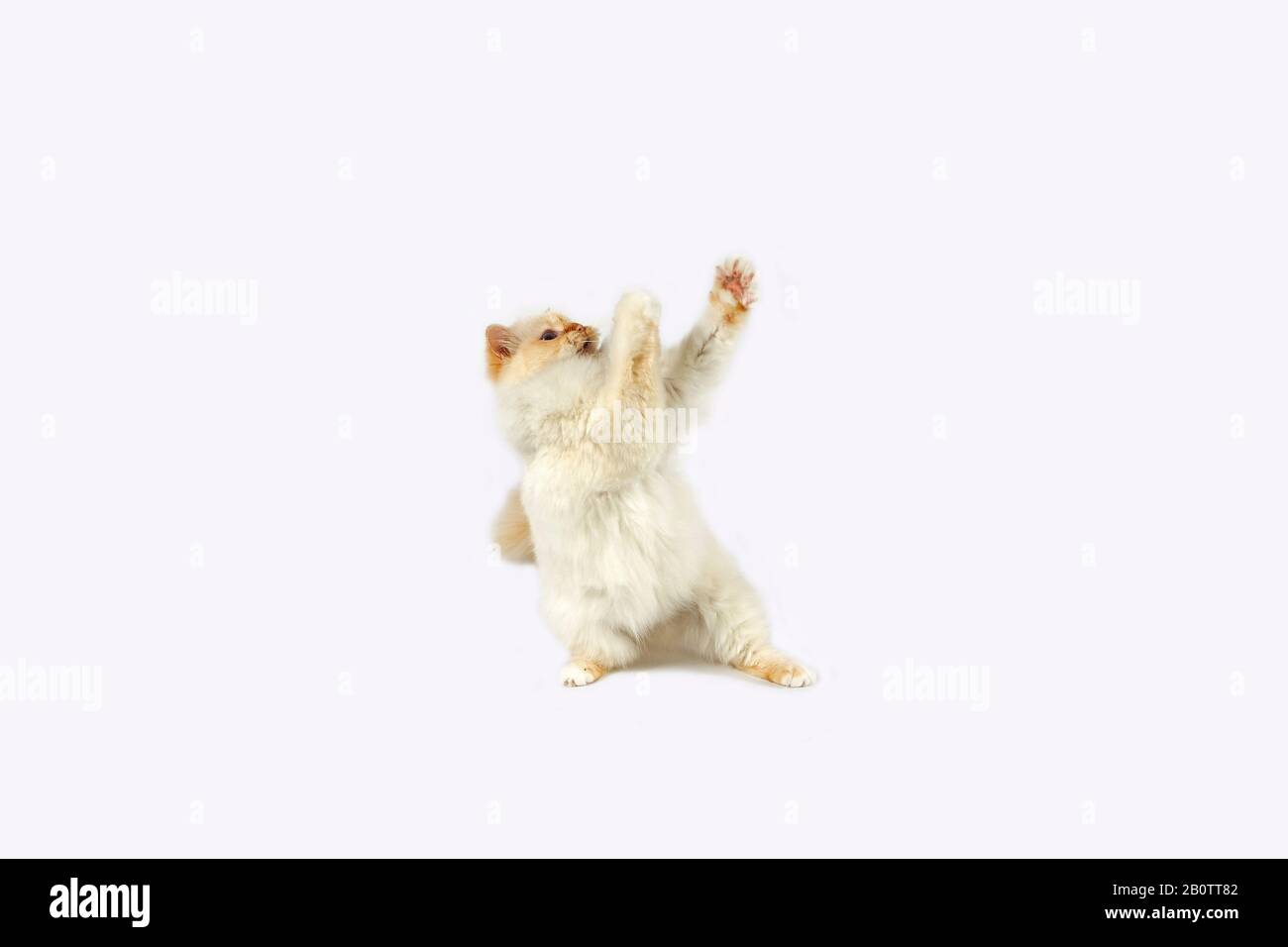 Red Birmanese Domestic Cat playing against White Background Stock Photo ...
