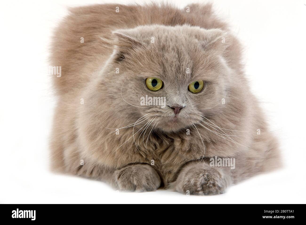 Lilac Self Highland Fold or Lilac Self Scottish Fold Long Hair Domestic ...