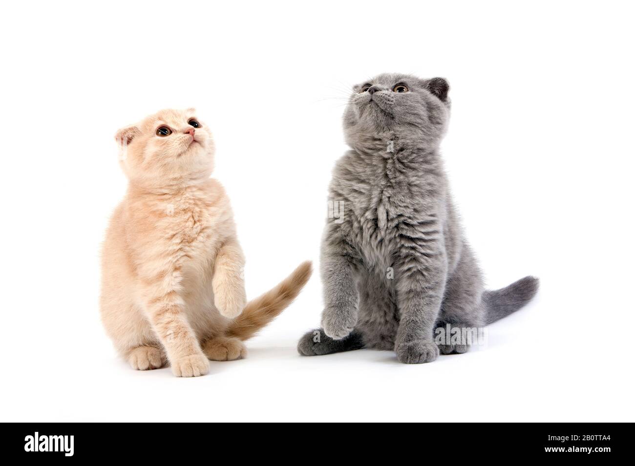 Blue Scottish Fold Domestic Cat, Cream Scottish Fold, Black Tortoise ...