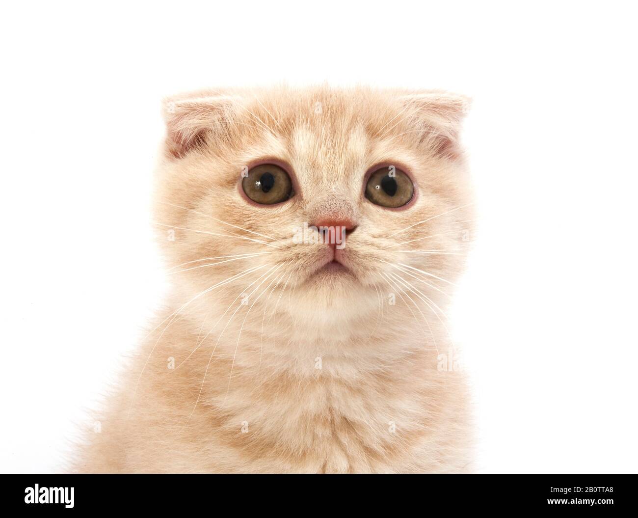 Cream white scottish fold cat hi-res stock photography and images - Alamy