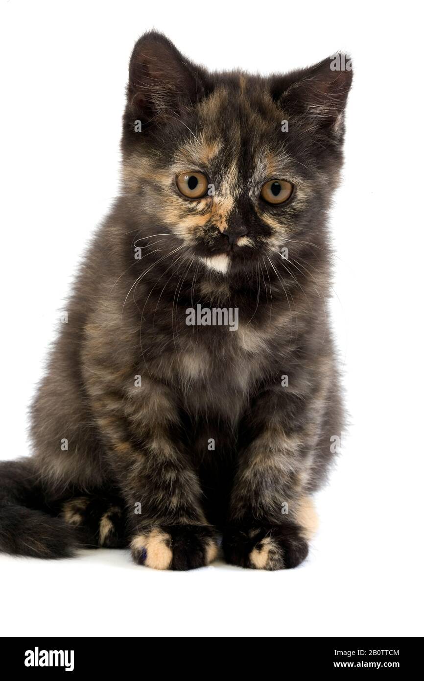 Tortoise shell cat cut out hi-res stock photography and images - Alamy
