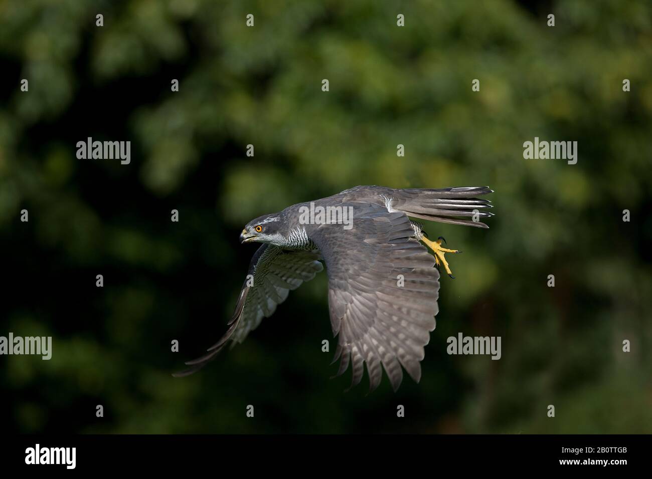 Flying adult goshawk hi-res stock photography and images - Alamy