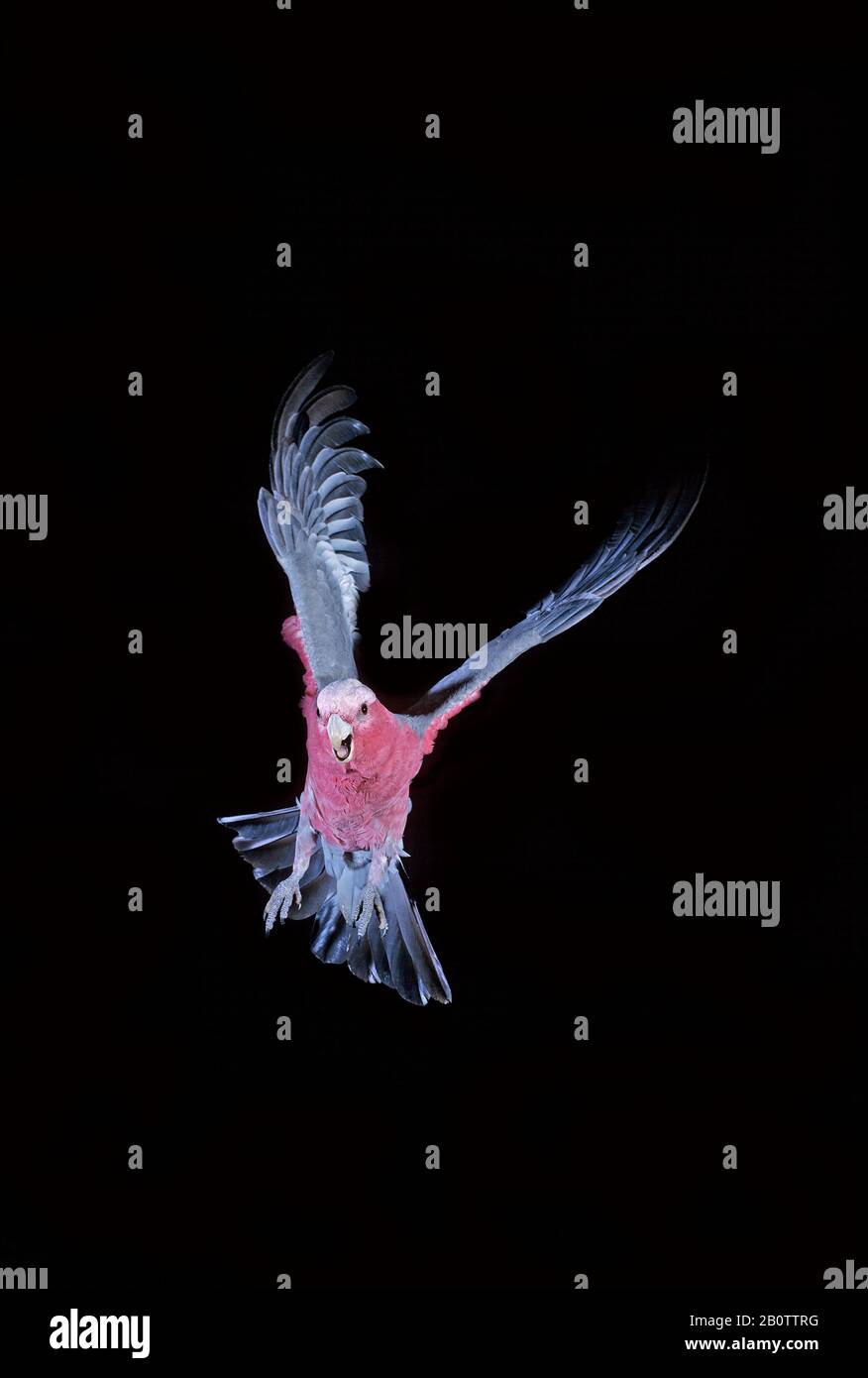 Galah, eolophus roseicapilla, in Flight Stock Photo - Alamy