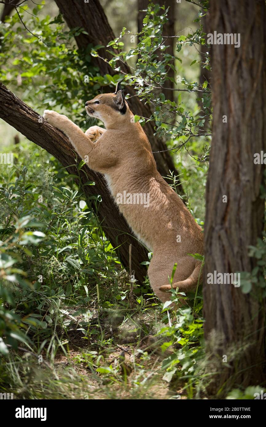 Caracal hunting hi-res stock photography and images - Alamy