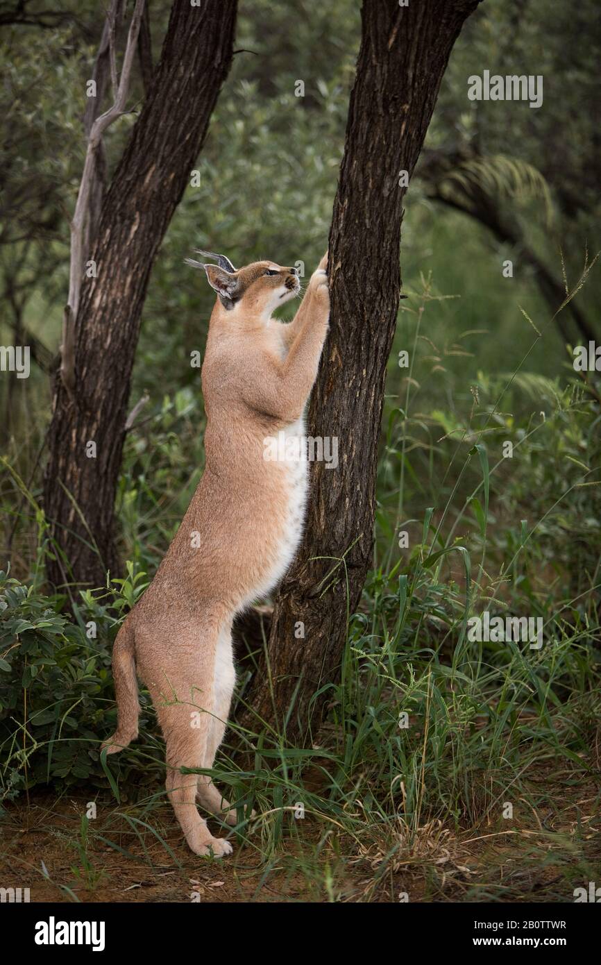Caracal, caracal caracal, Adult Clawing, Namibia Stock Photo - Alamy