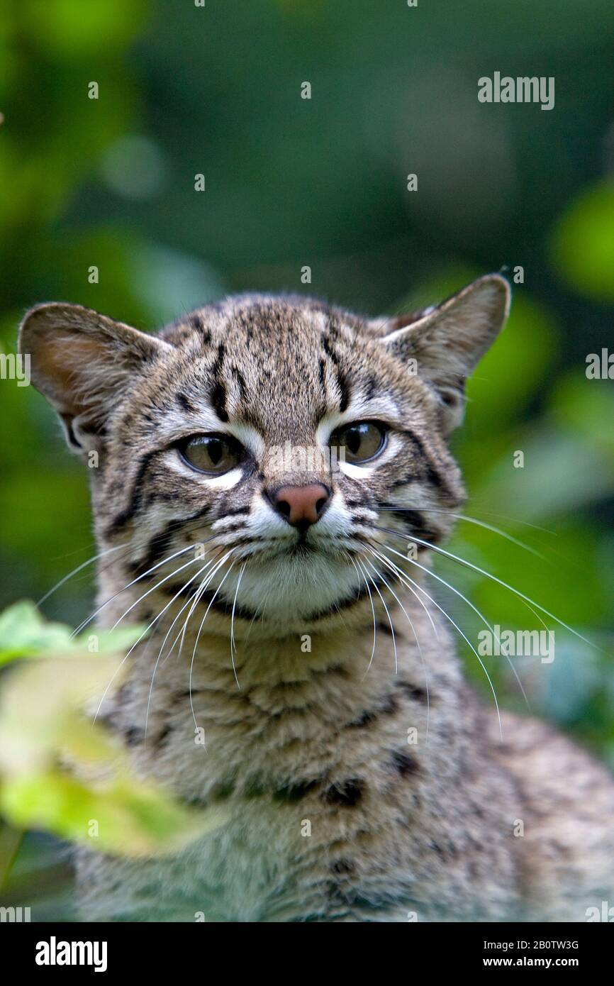 Geoffroys cat hi-res stock photography and images - Alamy