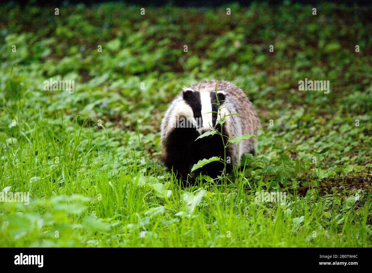 European Badger, meles meles, Normandy Stock Photo - Alamy