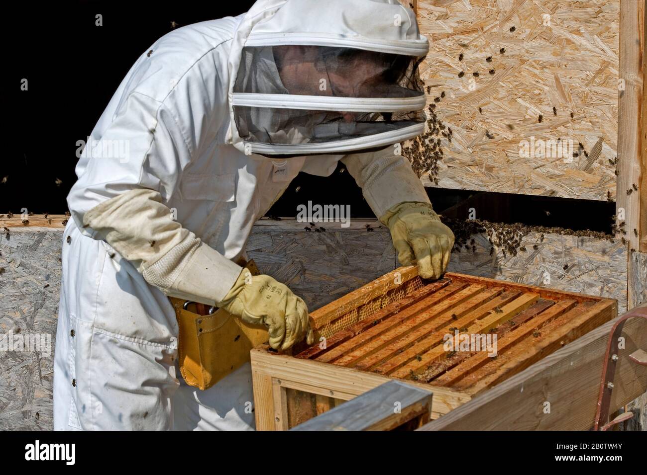 Honey Bee, apis mellifera, Worker looking after Larvae on Brood Comb ...