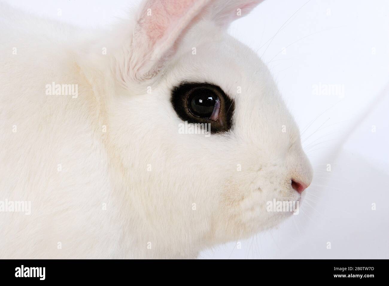 Hotot Domestic Rabit against White Background, Breed from Normandy ...