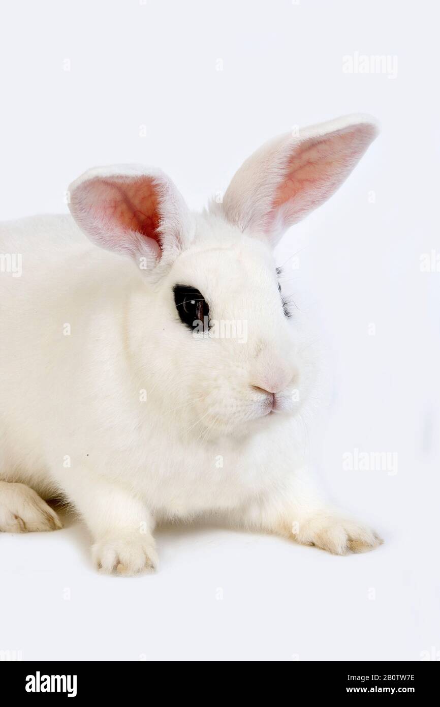 White rabit High Resolution Stock Photography and Images - Alamy