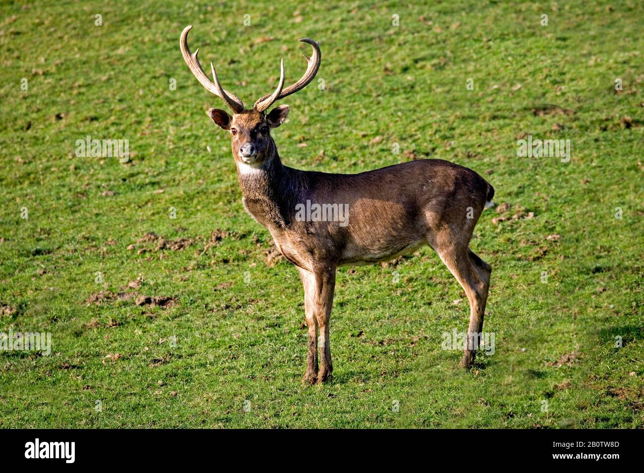 Eld's Deer or Brown-Antlered Deer, cervus eldii, Male Stock Photo - Alamy