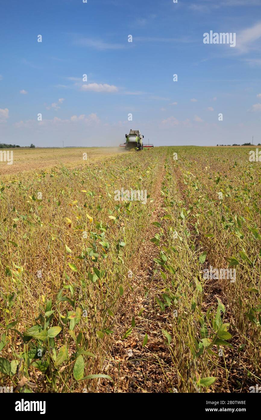 Combine harvesting soy beans hi-res stock photography and images - Alamy