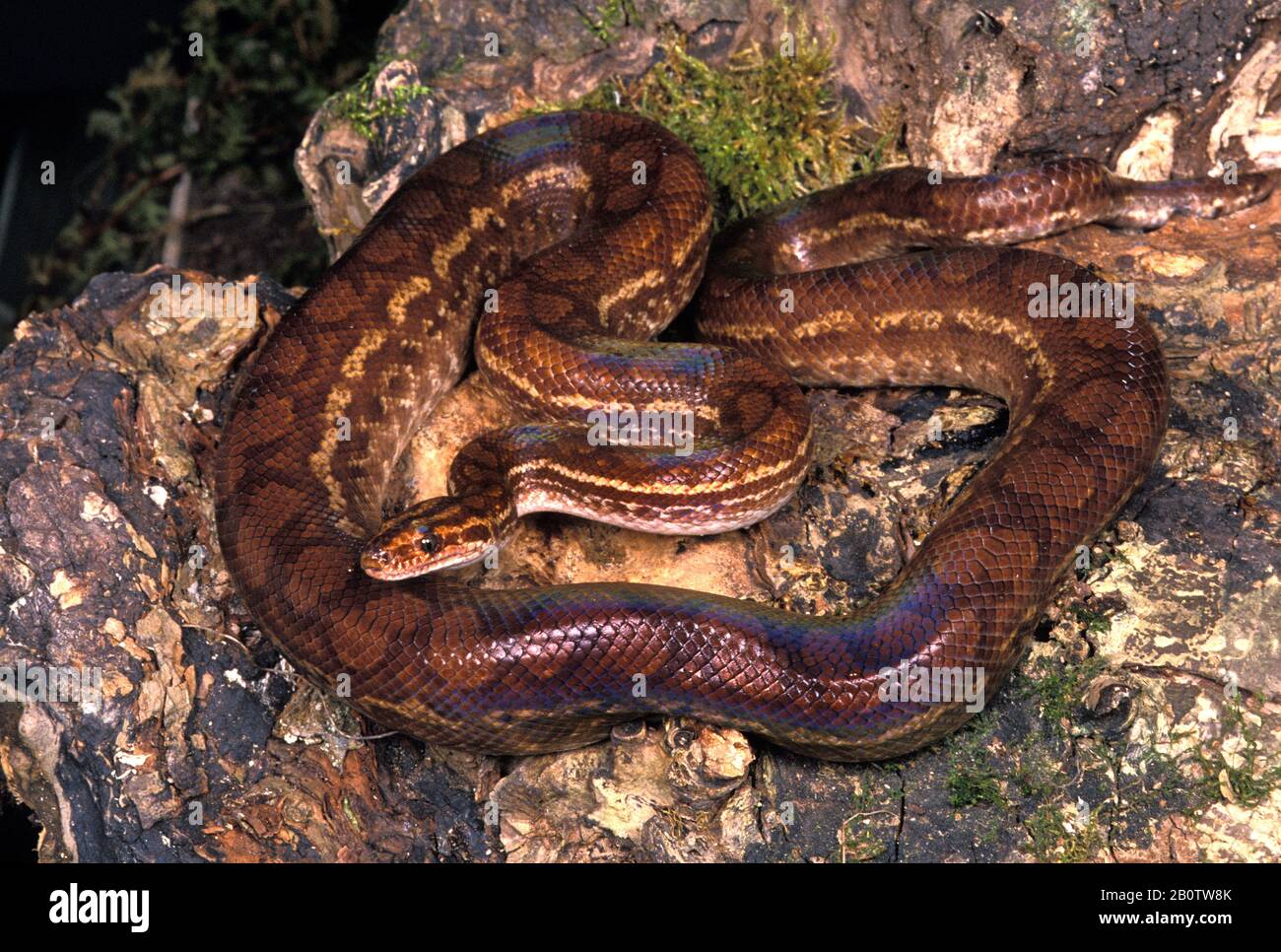 Rainbow Boa, epicrates cenchria Stock Photo - Alamy