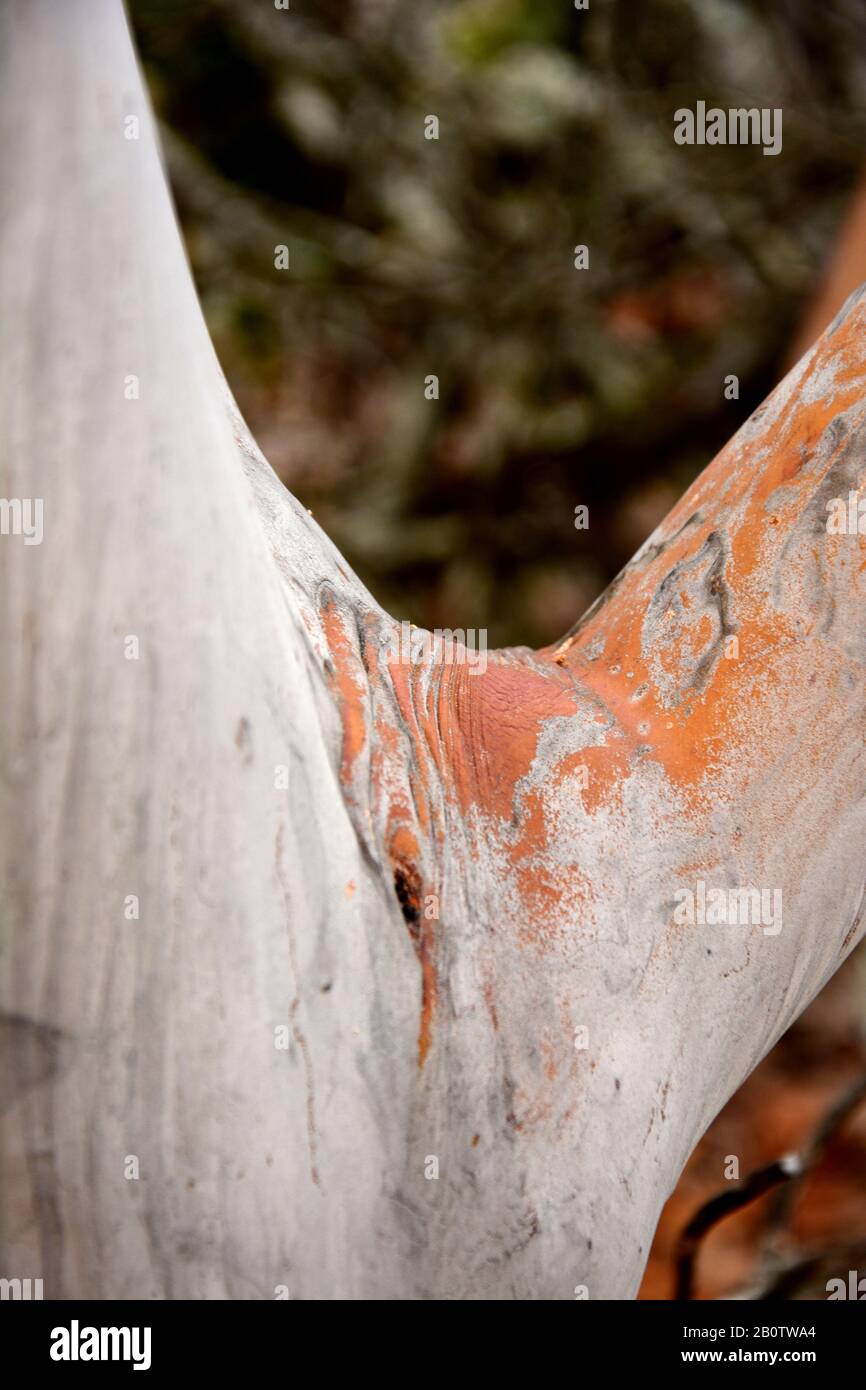 Evergreen tree bark hi-res stock photography and images - Alamy