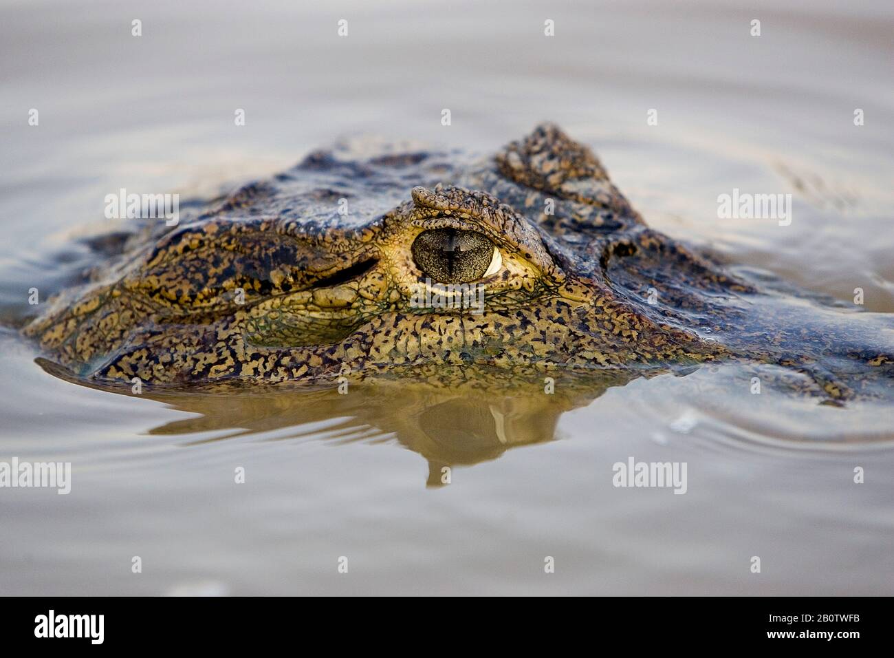 Spectacled Caiman, caiman crocodilus, Head emerging from Water, Los ...