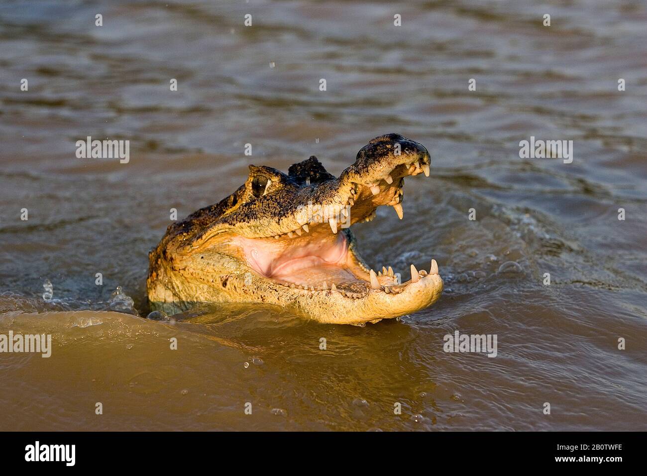 Spectacled Caiman, caiman crocodilus, Head emerging from River, Los ...