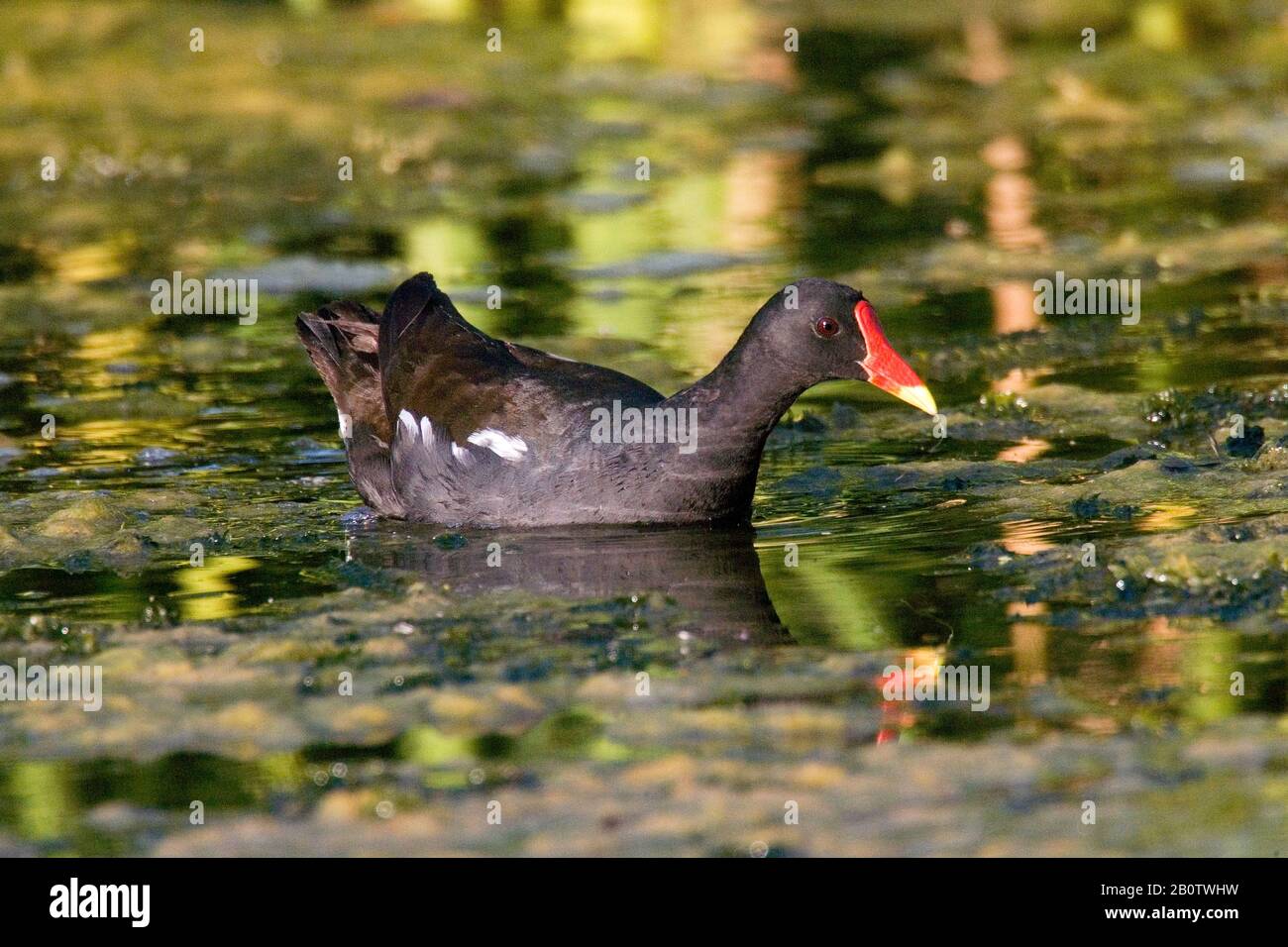 Common Moorhen or European Moorhen, gallinula chloropus, Pond in ...