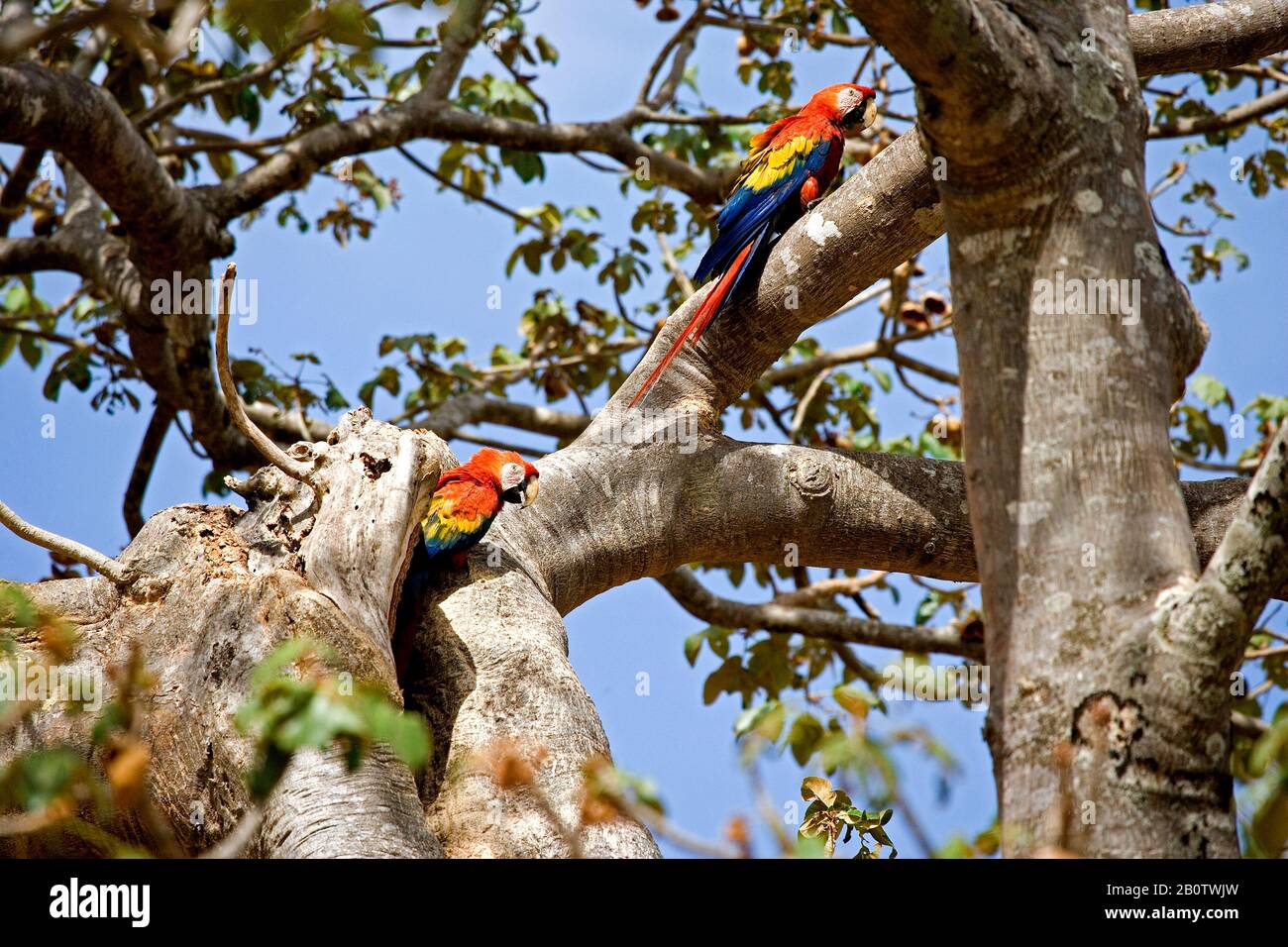 Two scarlet macaw nest hi-res stock photography and images - Alamy