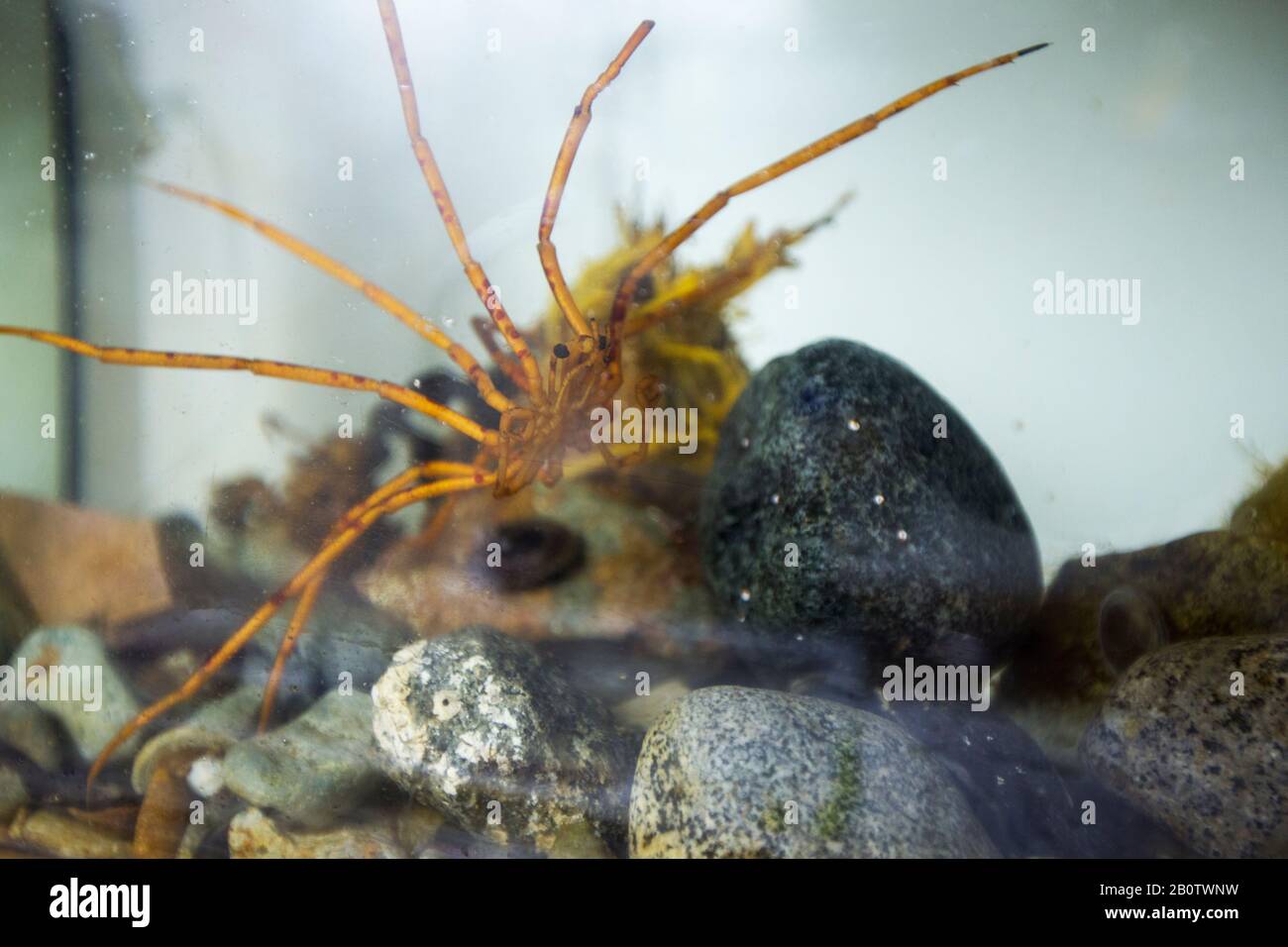 A weird Antarctic marine crustacean in Vernadsky Station a former ...
