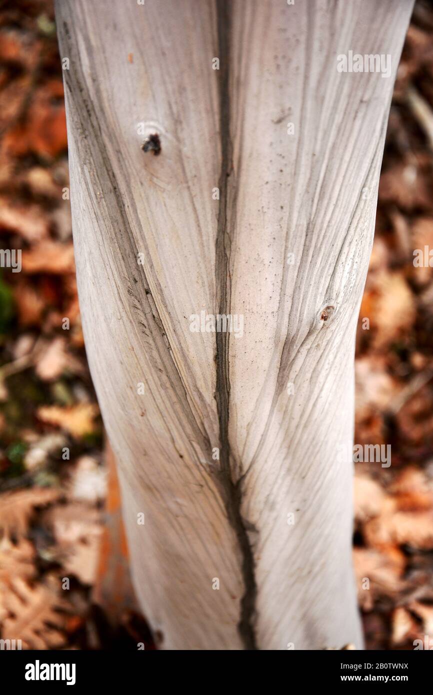 Smooth tree bark hi-res stock photography and images - Alamy