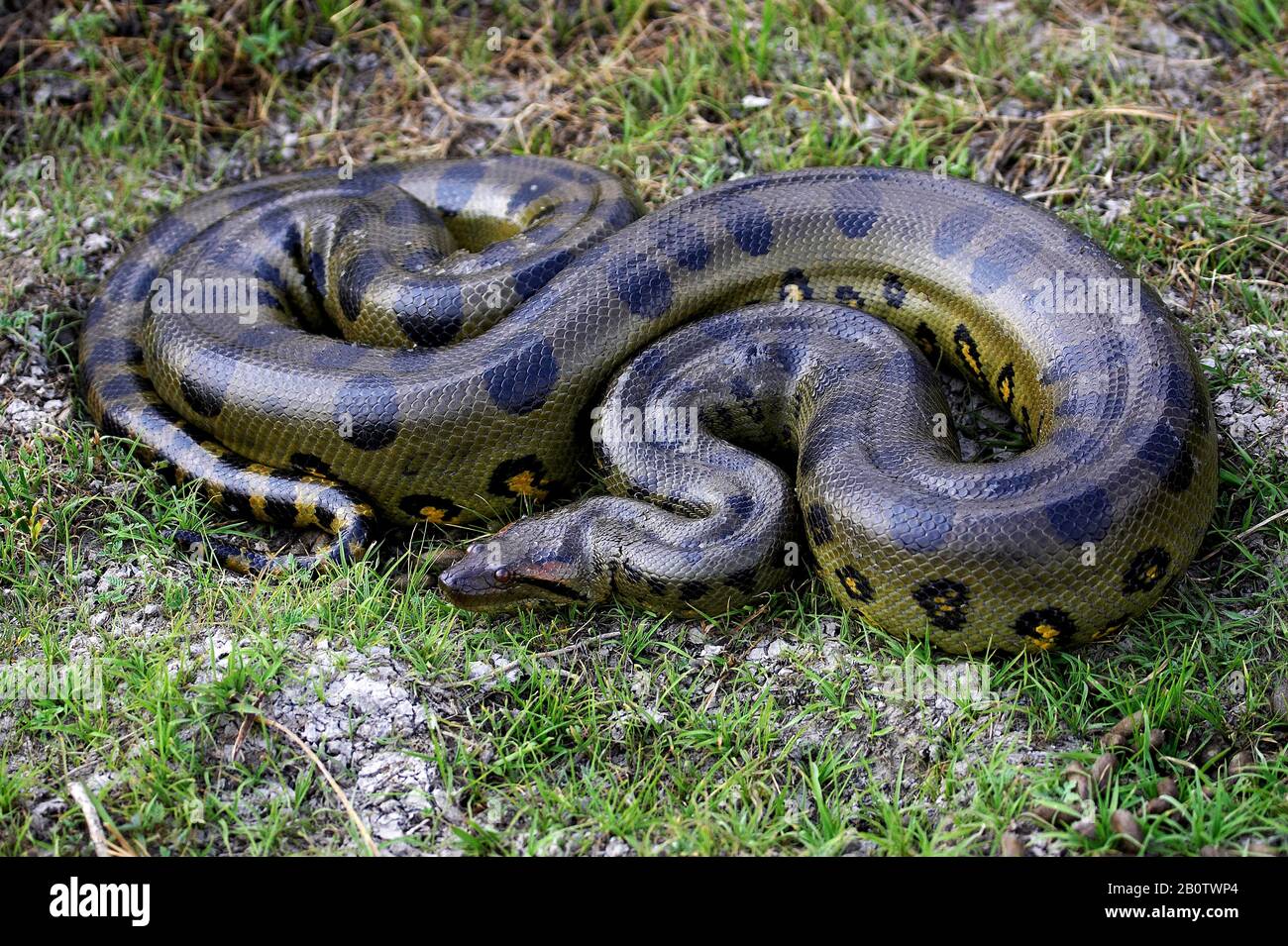 Green Anaconda, eunectes murinus, Los Lianos in Venezuela Stock Photo ...