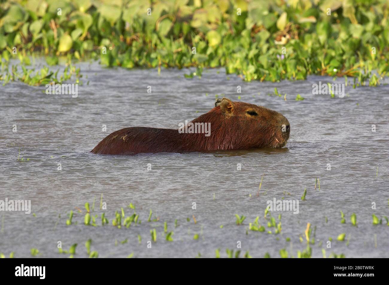 Capybara, hydrochoerus hydrochaeris, standing in Swamp, Los Lianos in ...