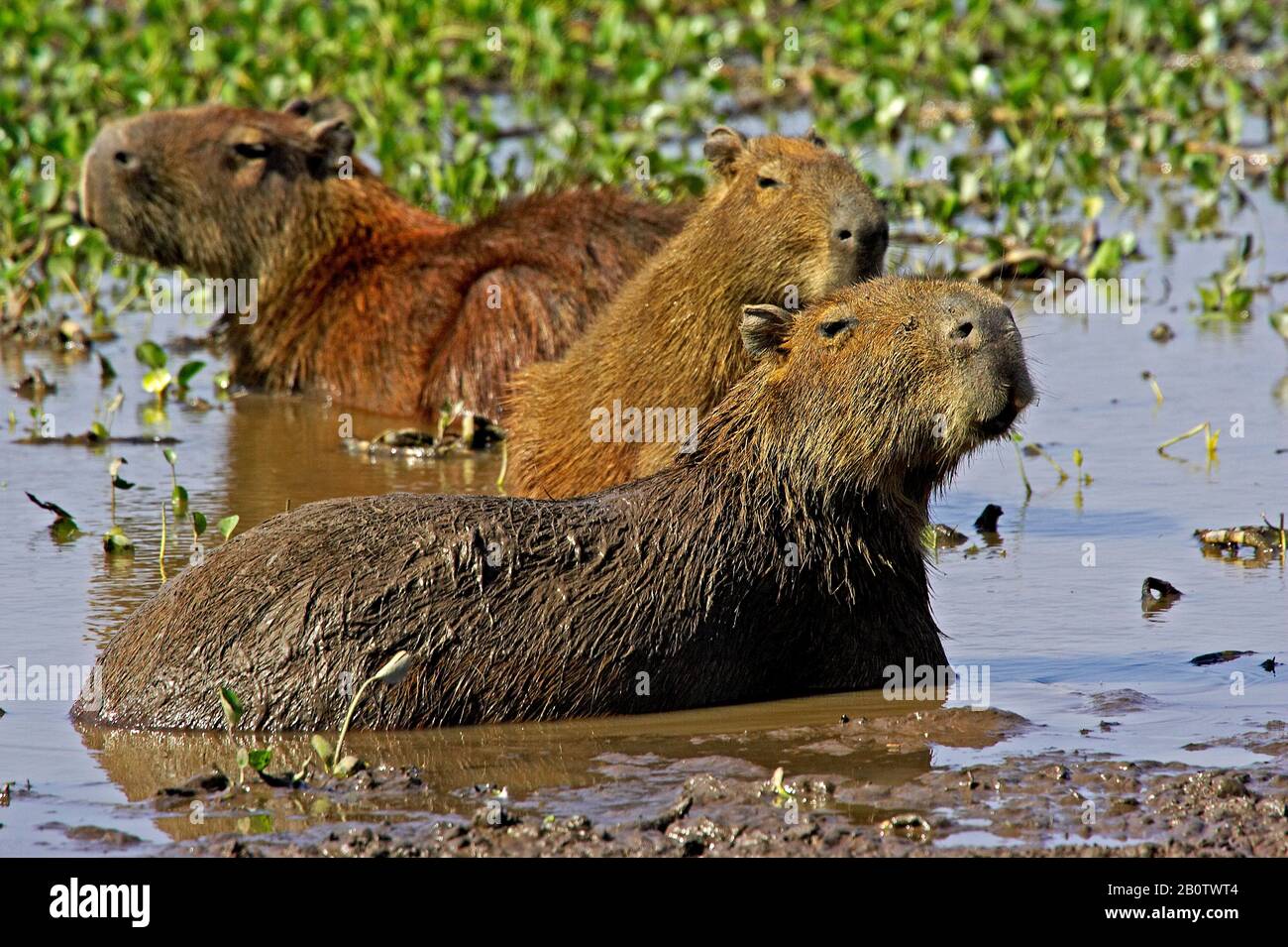 Capybara, hydrochoerus hydrochaeris, standing in Swamp, Los Lianos in ...