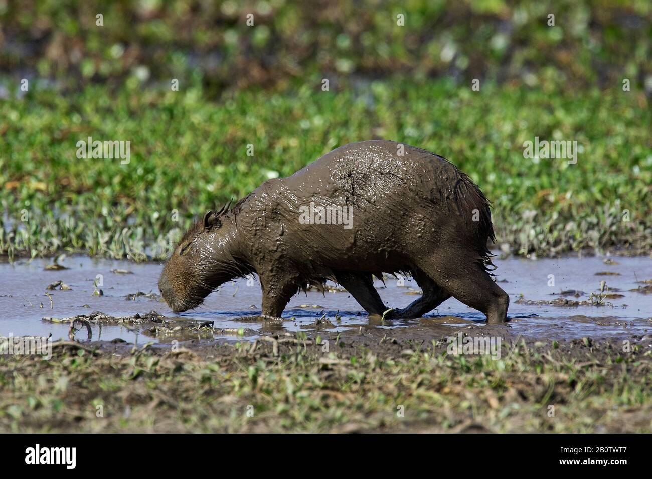Capybara, hydrochoerus hydrochaeris, standing in Swamp, Los Lianos in ...