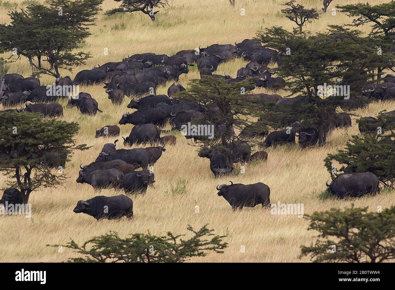 African Buffalo, syncerus caffer, Herd at Masai Mara Park in Kenya ...