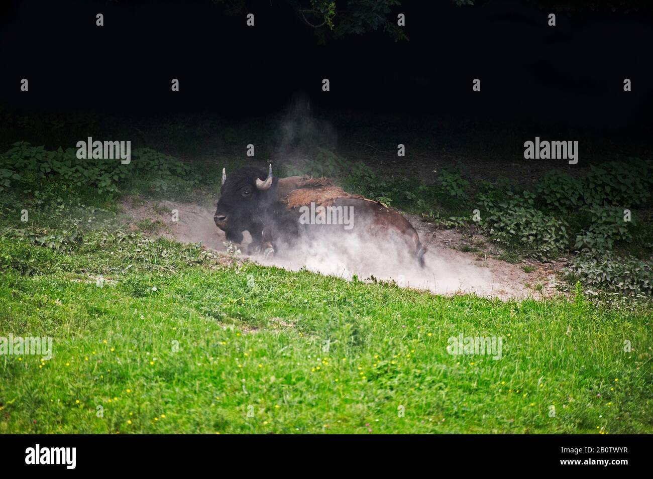 American Bison, bison bison, Having Dust Bath, Yellowstone Park in ...