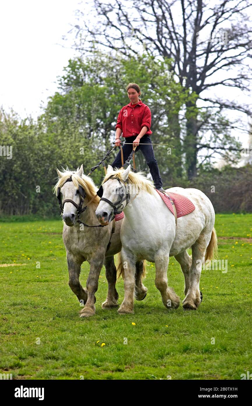 Percheron Draft Horses, a French Breed, Training for Equestrian Show ...