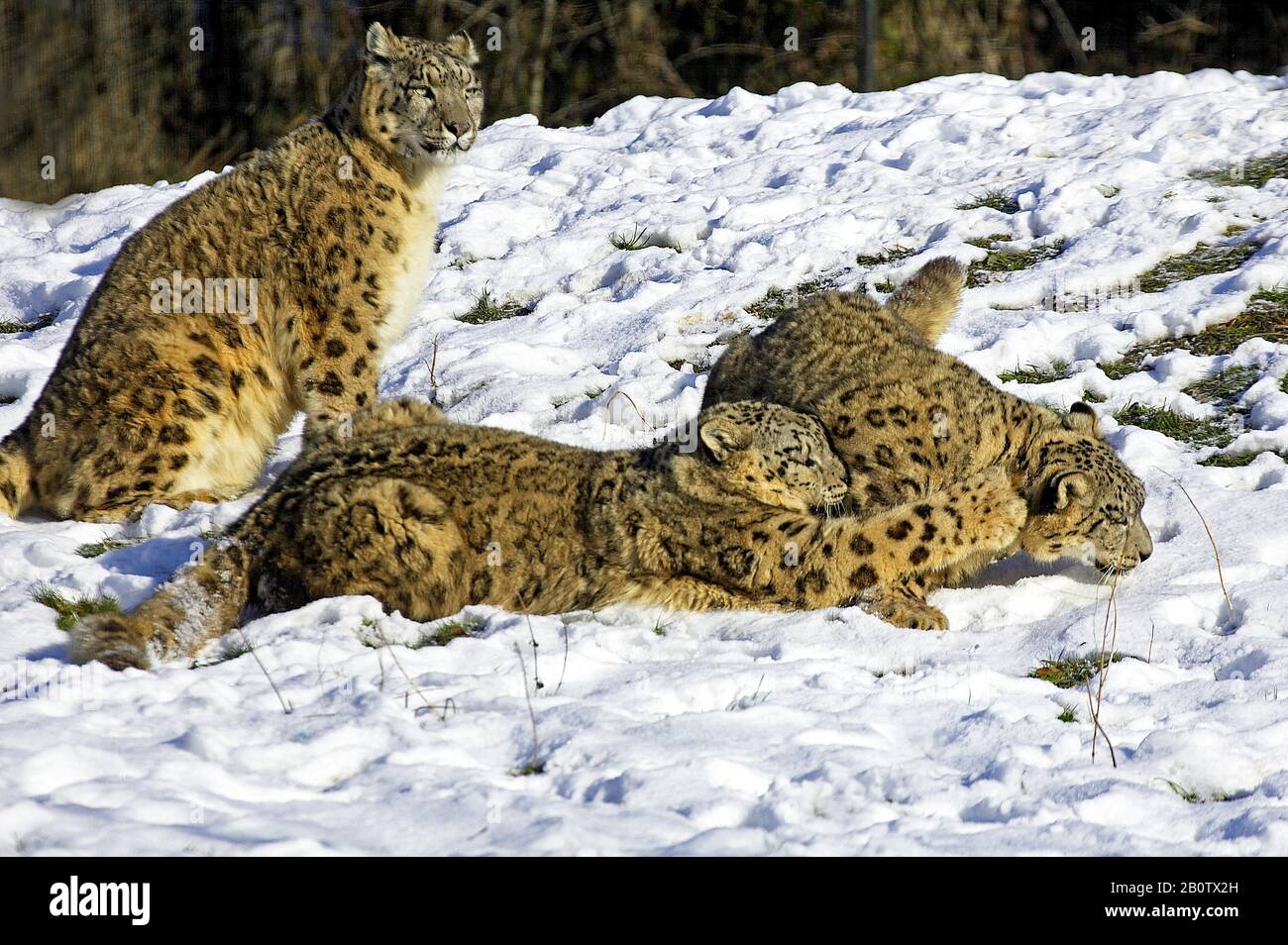 Snow Leopard or Ounce, uncia uncia, Mother and Old Cub Standing in Snow ...