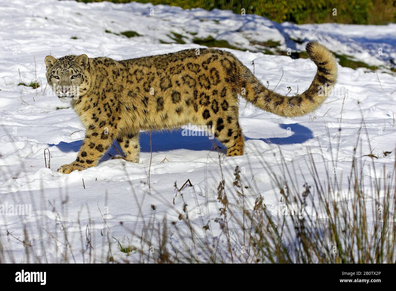 Snow leopard in profile in hi-res stock photography and images - Alamy