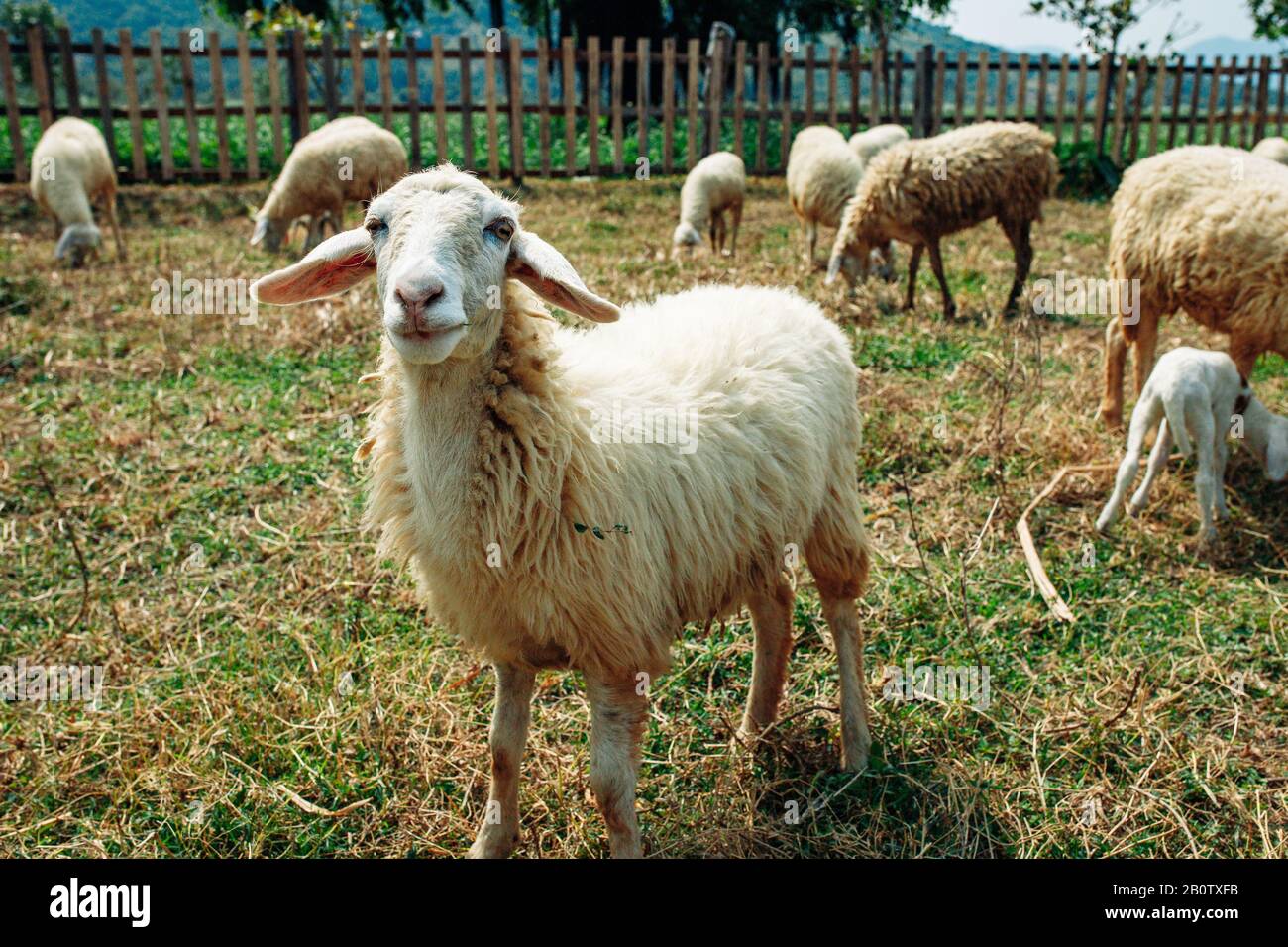 Sheep, sheep farm in the mountain, Beautiful countryside farm village ...