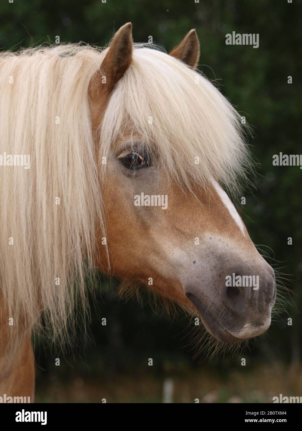 Haflinger horse long mane hi-res stock photography and images - Alamy