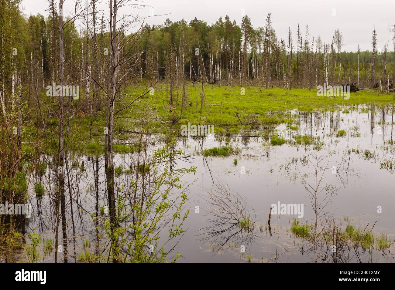 Swamp water forest trees landscape. Trees in the water Stock Photo - Alamy
