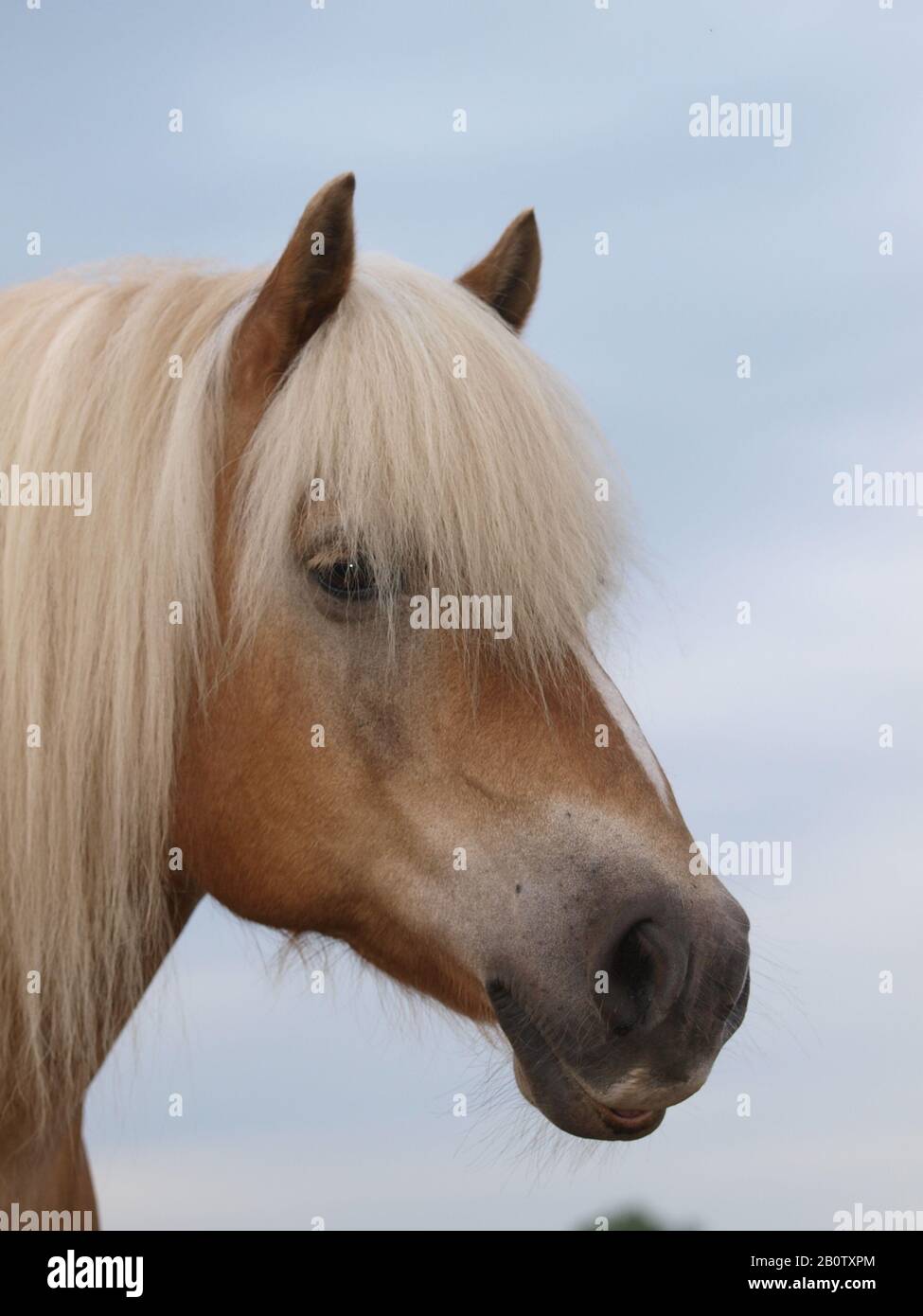 Haflinger Horse Long Mane High Resolution Stock Photography and Images ...