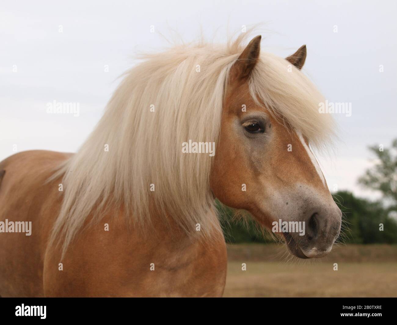 Haflinger Horse Long Mane High Resolution Stock Photography and Images ...