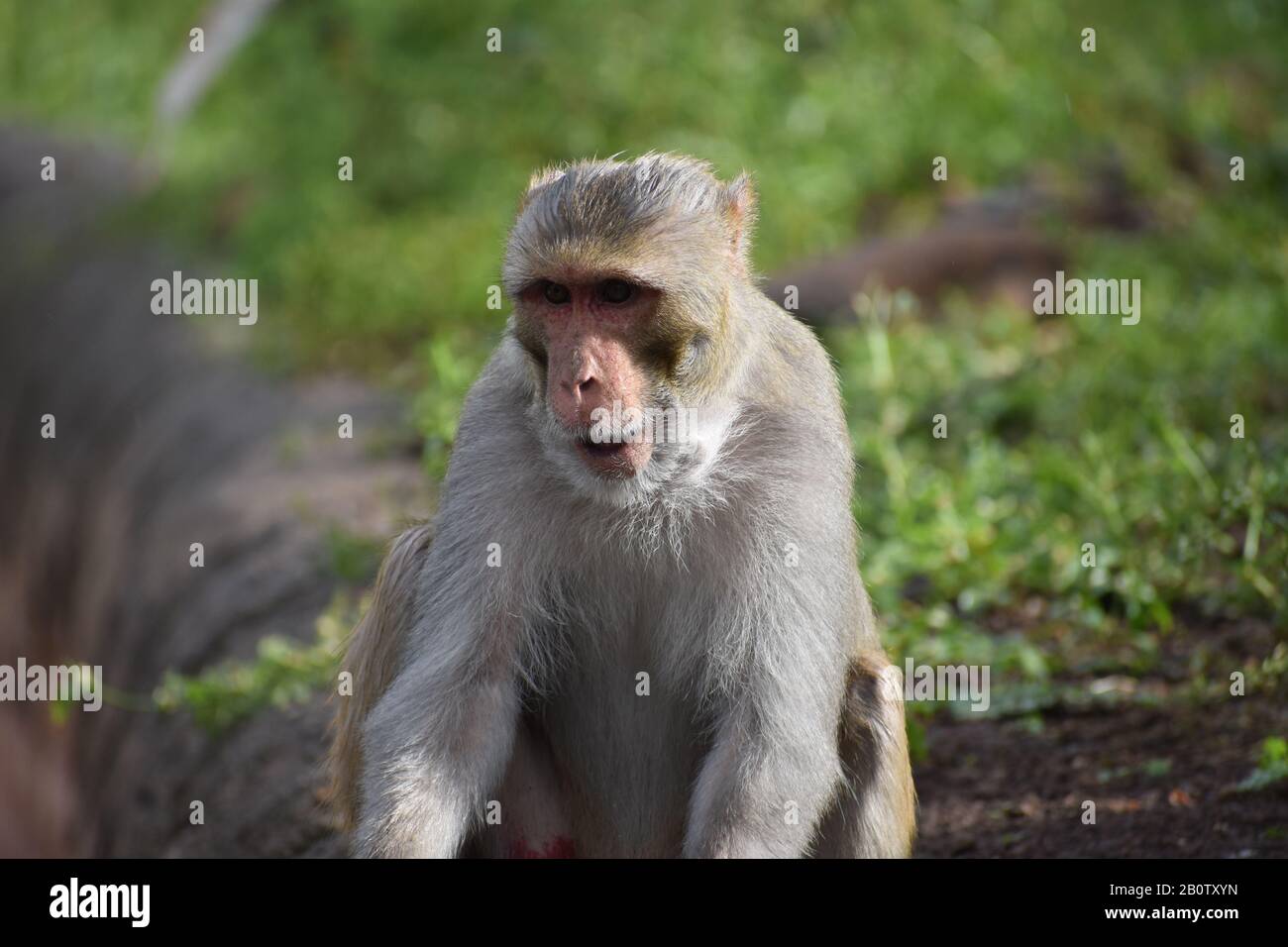 Yosemite national park, California, Usa- a macaque monkey is sitting in ...