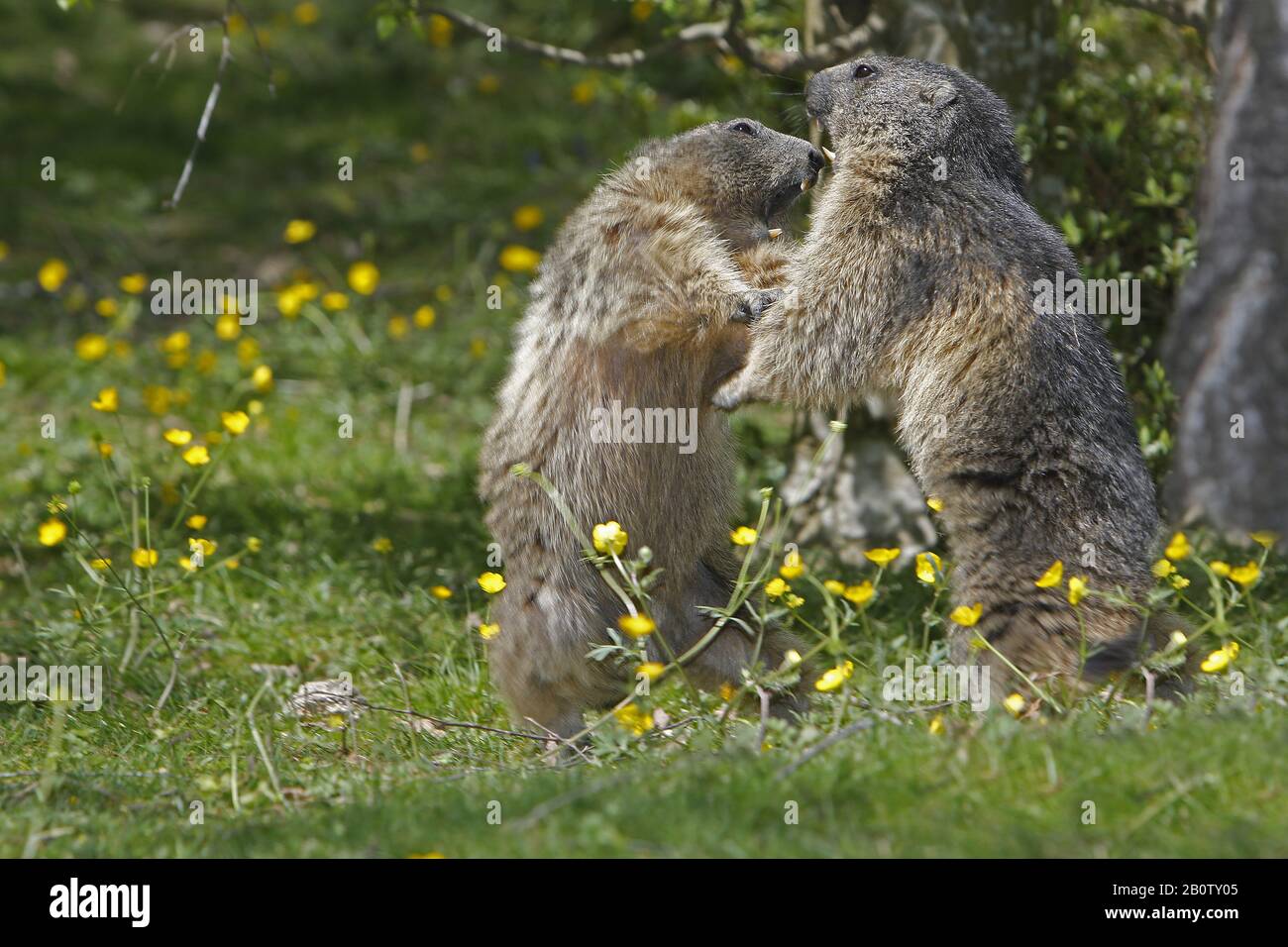 Alpine Marmot, marmota marmota, Males Fighting, France Stock Photo - Alamy