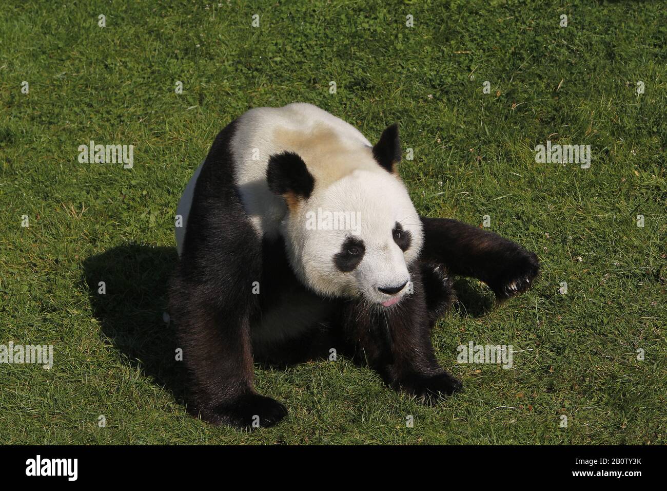 Giant Panda, ailuropoda melanoleuca, Adult sitting Stock Photo - Alamy