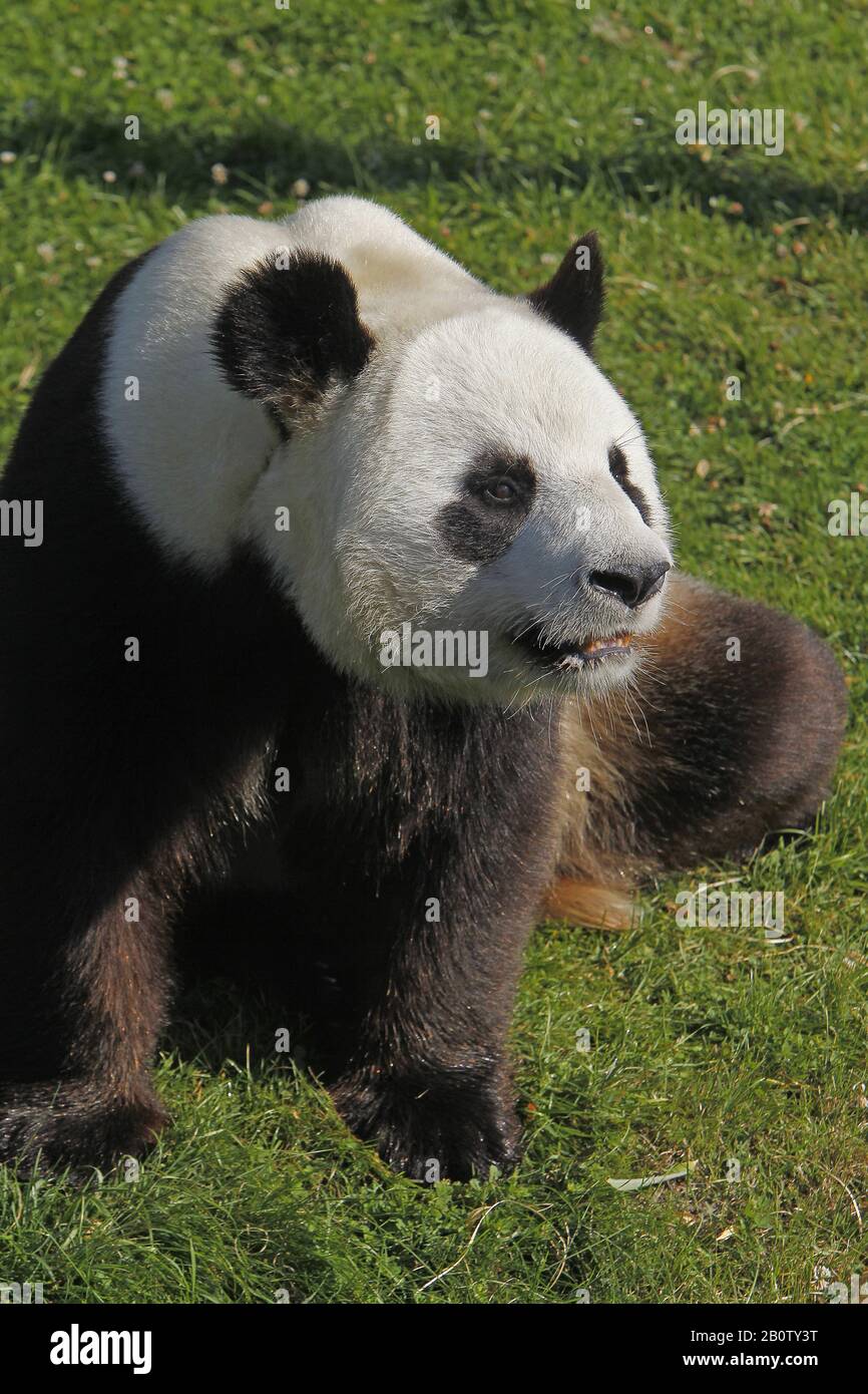 Giant Panda, ailuropoda melanoleuca, Adult sitting Stock Photo - Alamy